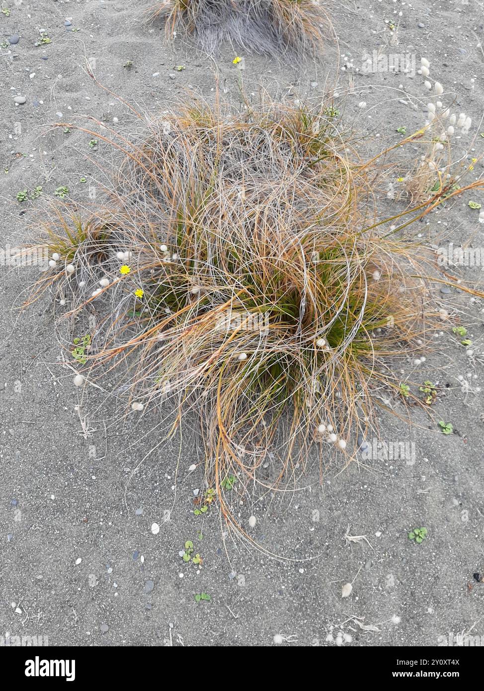 Pingao (Ficinia spiralis) Plantae Stock Photo - Alamy