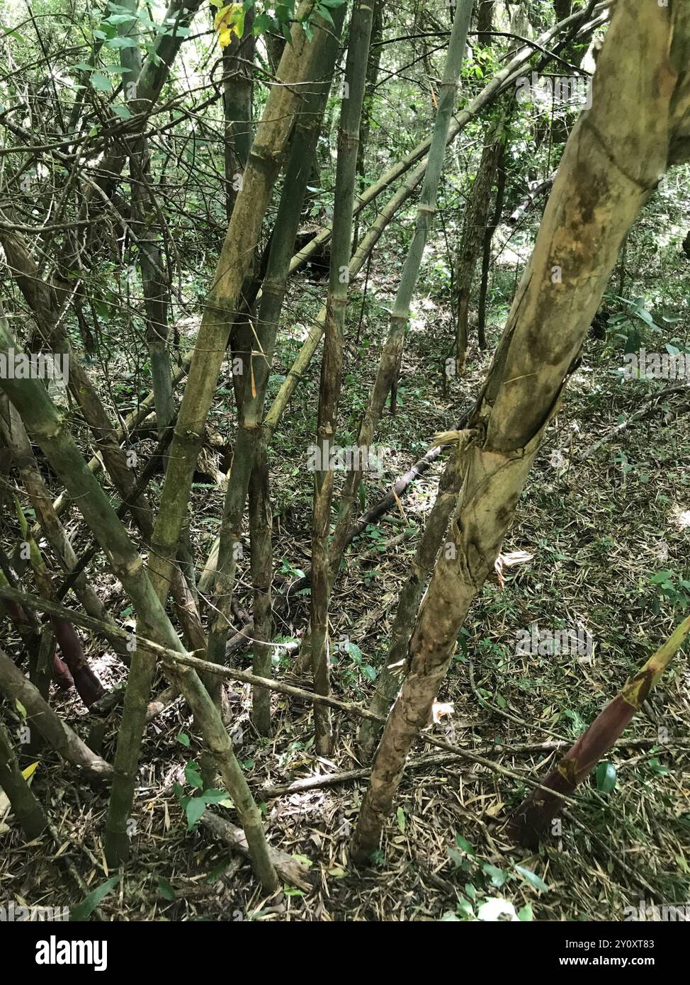 (Guadua trinii) Plantae Stock Photo - Alamy