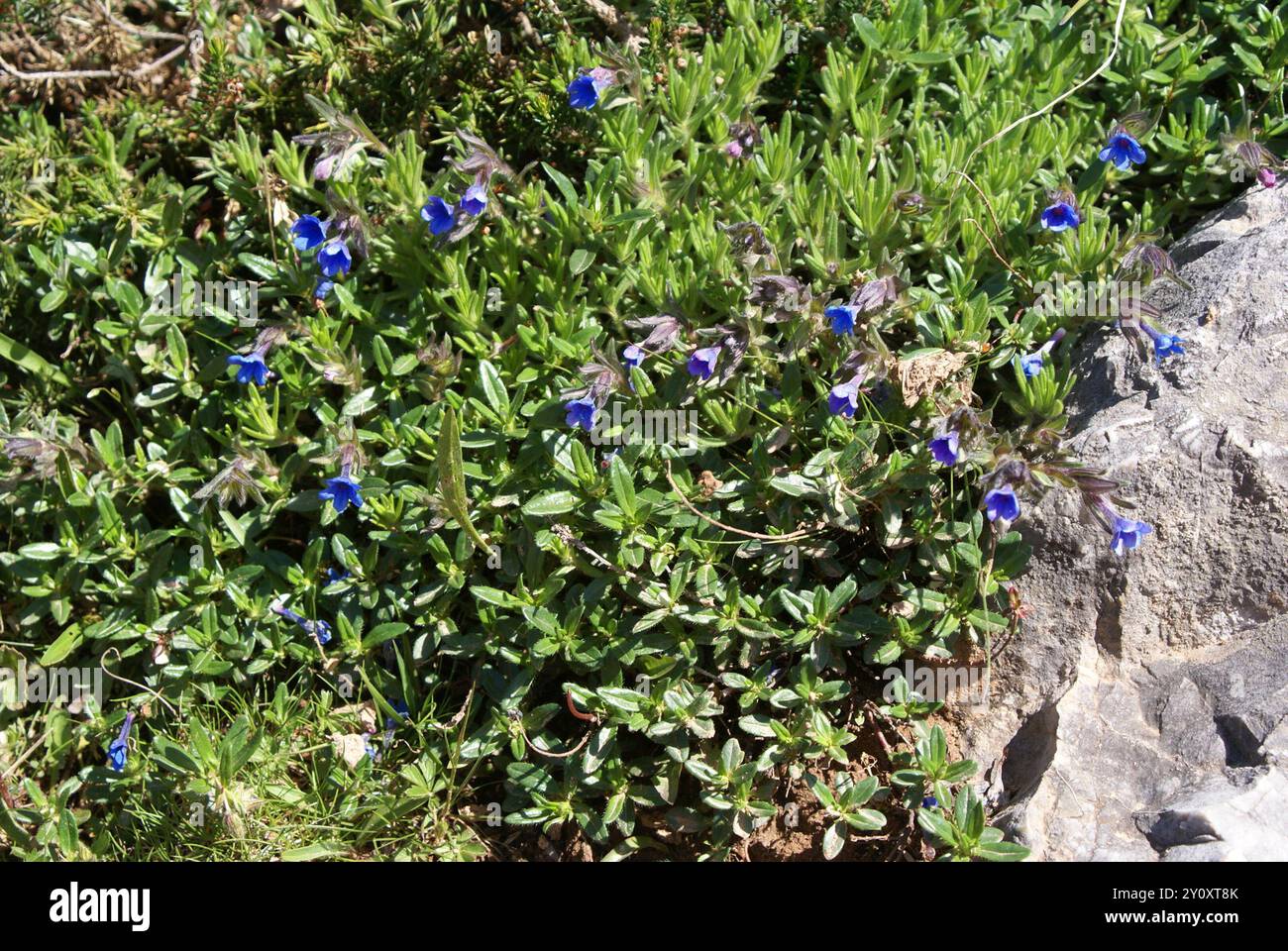 creeping gromwell (Glandora prostrata) Plantae Stock Photo - Alamy