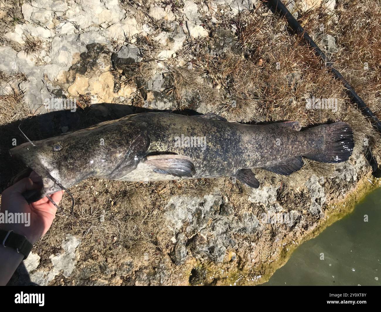 Flathead Catfish (Pylodictis olivaris) Actinopterygii Stock Photo - Alamy