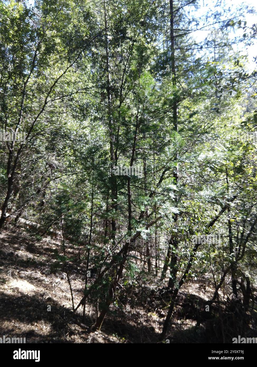 California torreya (Torreya californica) Plantae Stock Photo - Alamy
