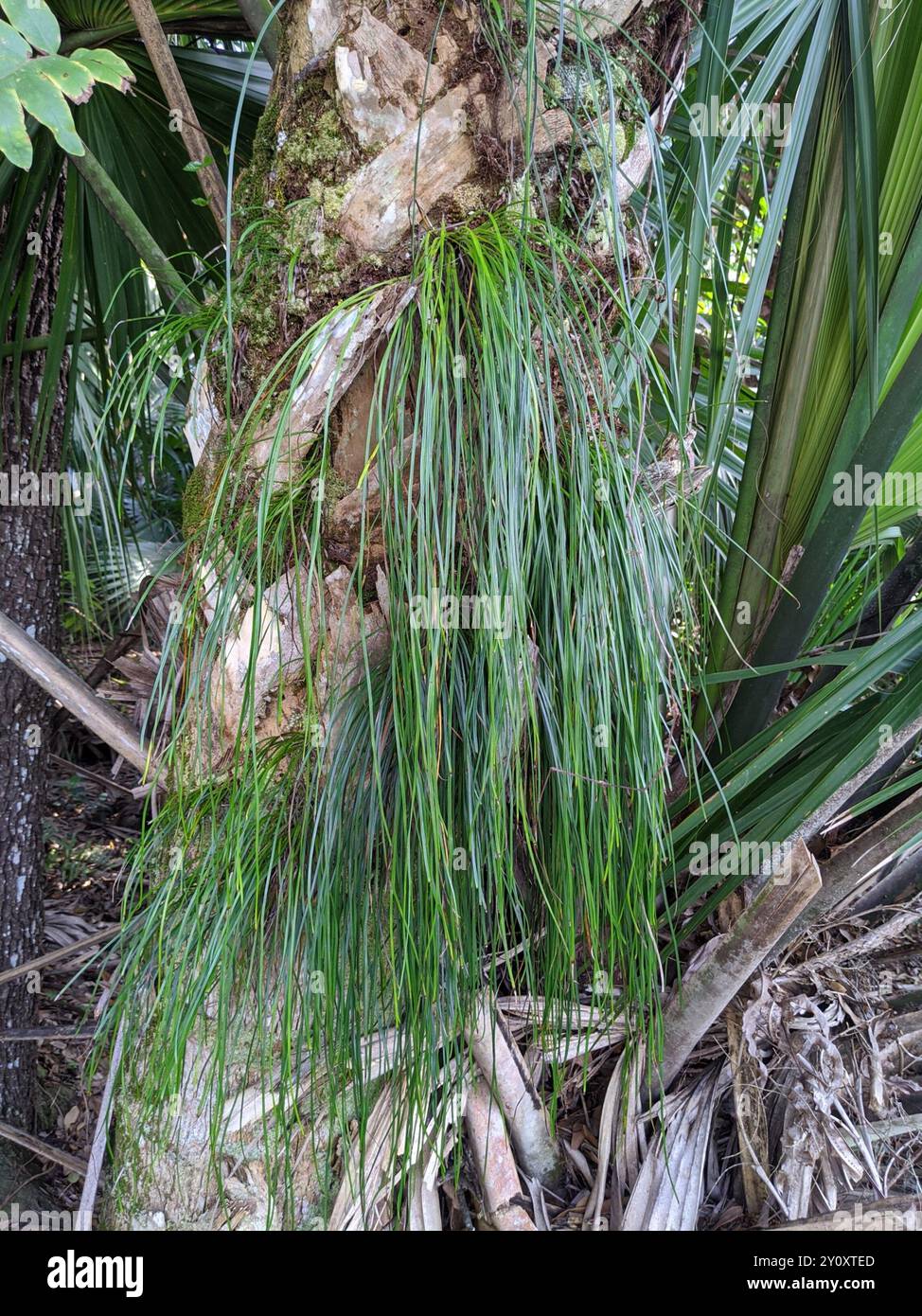 Shoestring Fern (Vittaria lineata) Plantae Stock Photo - Alamy
