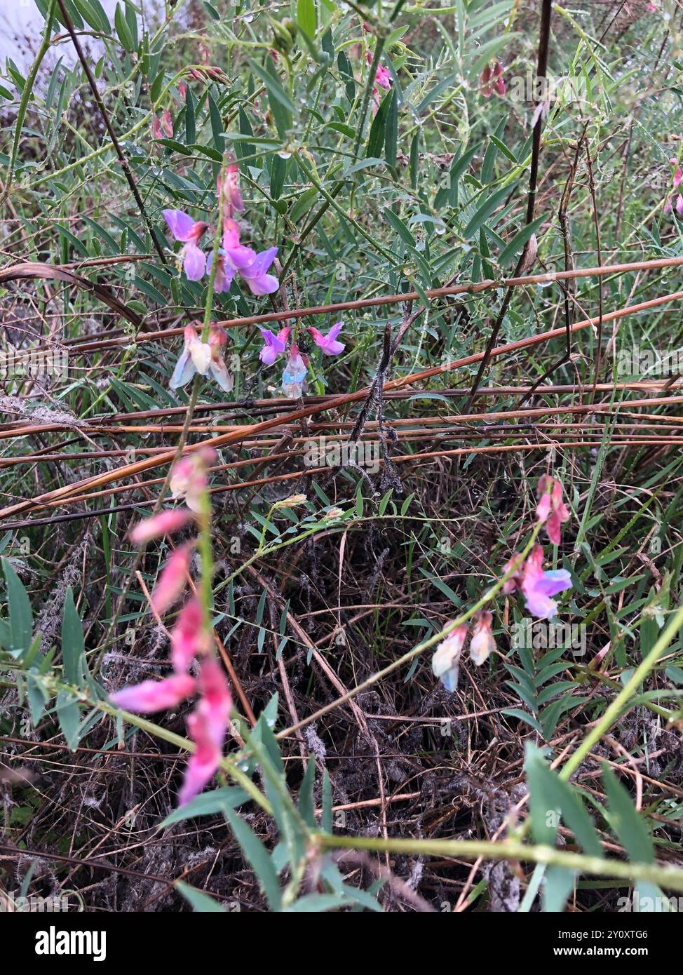 common pacific pea (Lathyrus vestitus vestitus) Plantae Stock Photo - Alamy