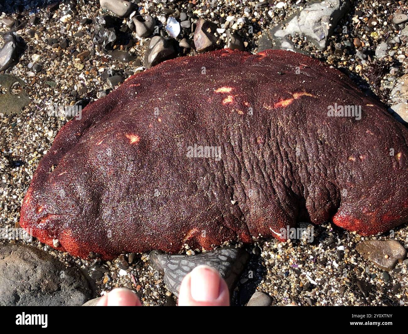 Gumboot Chiton (Cryptochiton stelleri) Mollusca Stock Photo - Alamy
