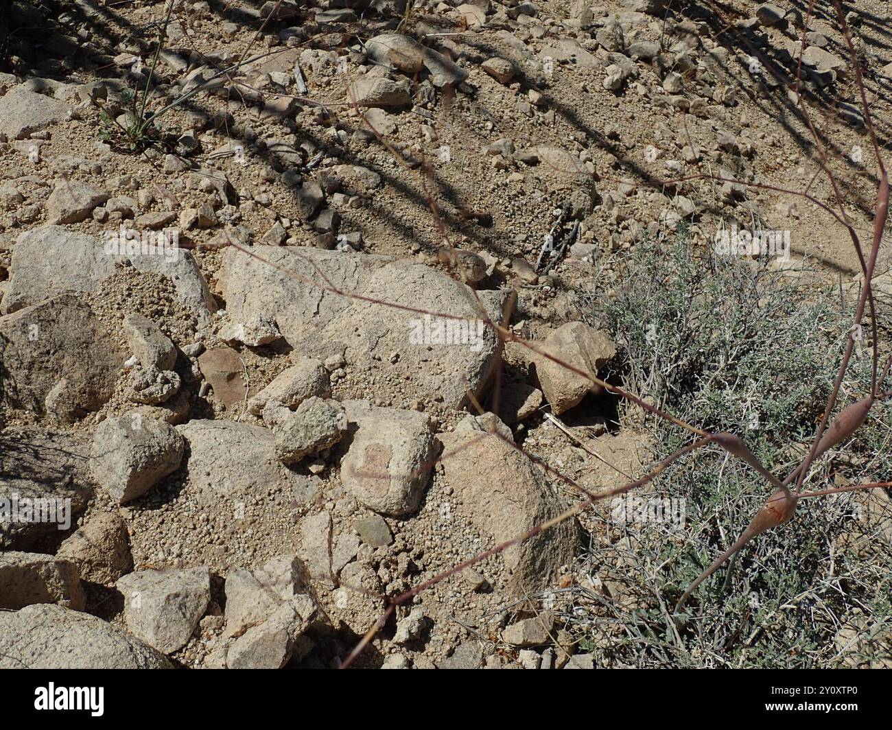 Desert Trumpet (Eriogonum inflatum) Plantae Stock Photo - Alamy