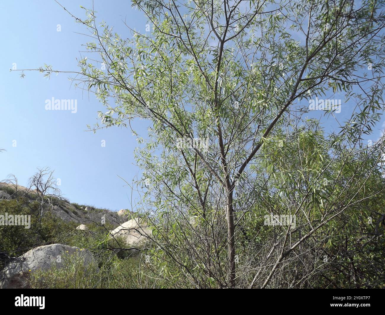 Goodding's willow (Salix gooddingii) Plantae Stock Photo - Alamy