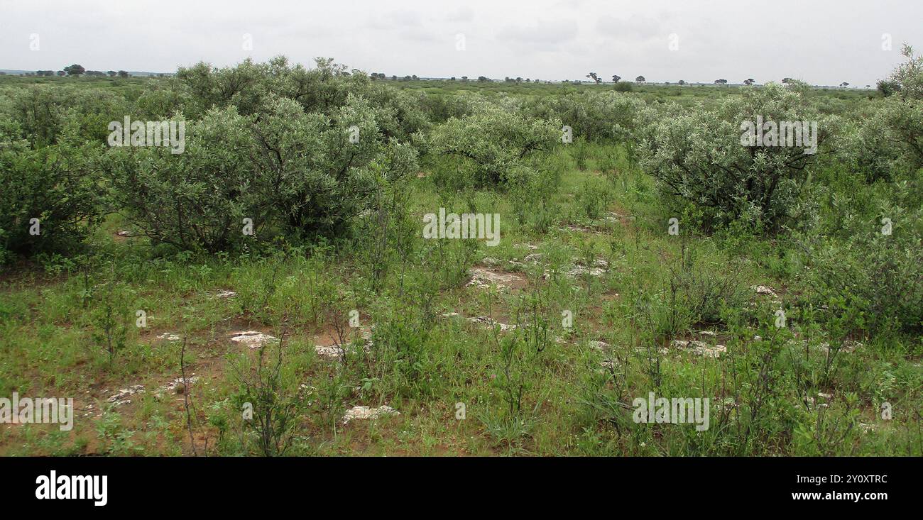 Wild Camphorbush (Tarchonanthus camphoratus) Plantae Stock Photo - Alamy
