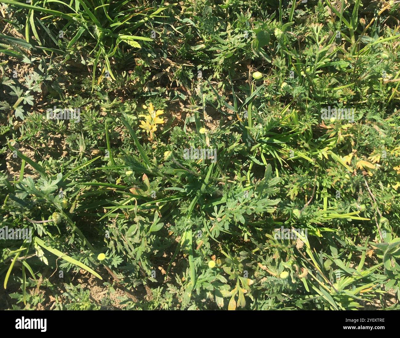Common Cotula (Cotula australis) Plantae Stock Photo - Alamy