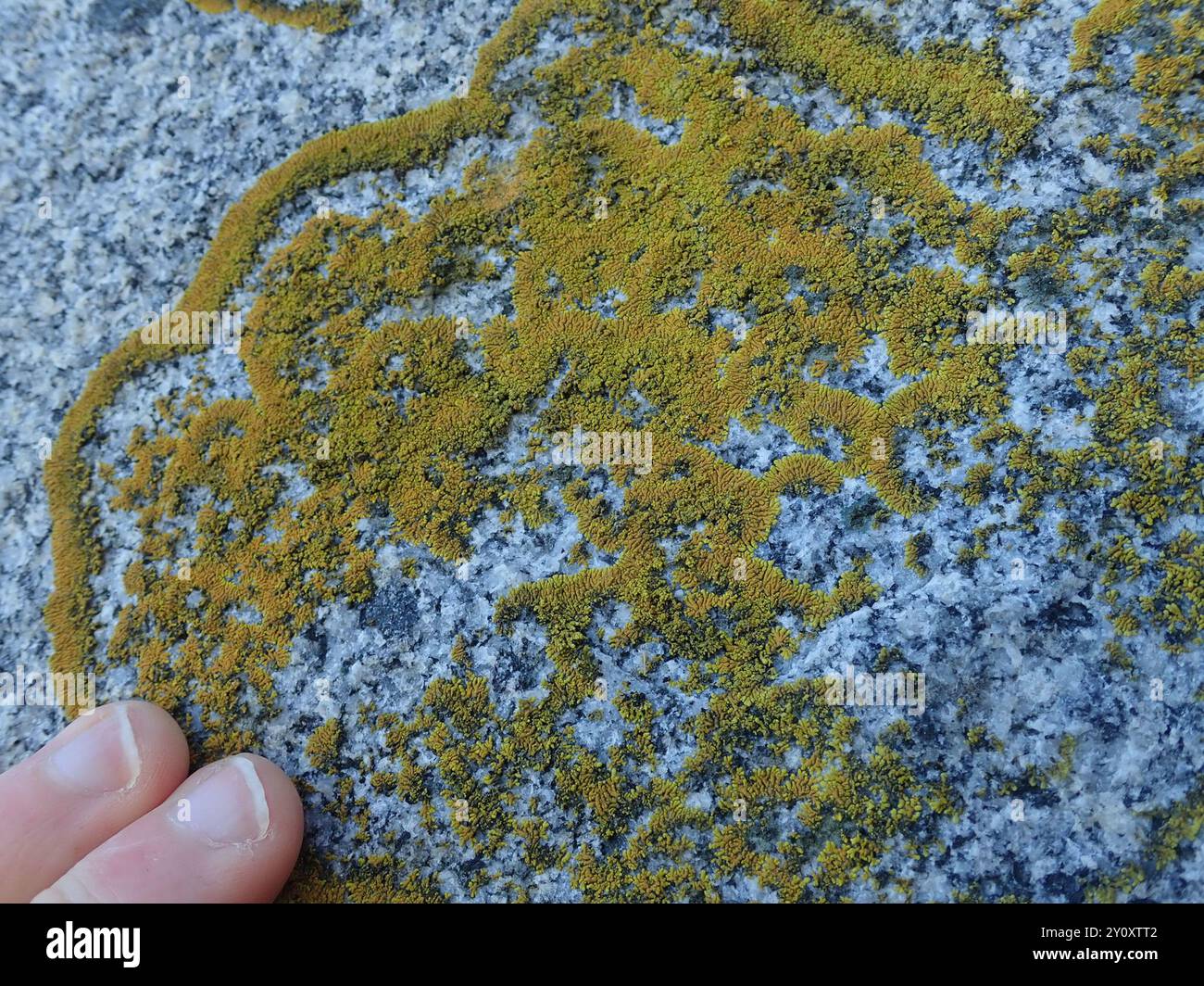 Ringed Firedot Lichen (Polycauliona verruculifera) Fungi Stock Photo ...