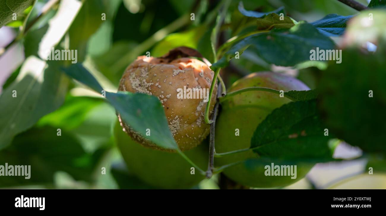 Apple with fungal disease on a apple tree Stock Photo - Alamy