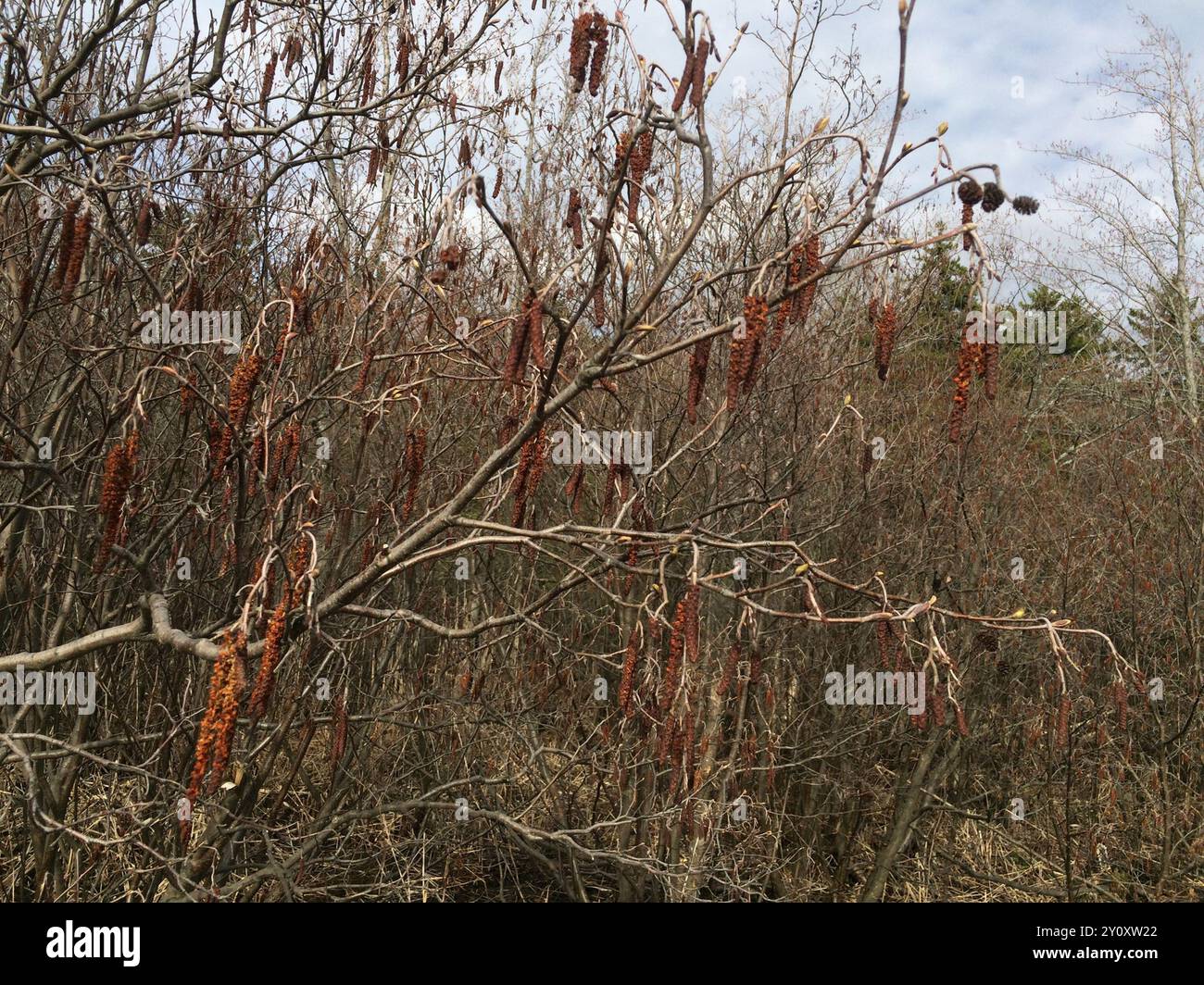 swamp alder (Alnus incana rugosa) Plantae Stock Photo - Alamy