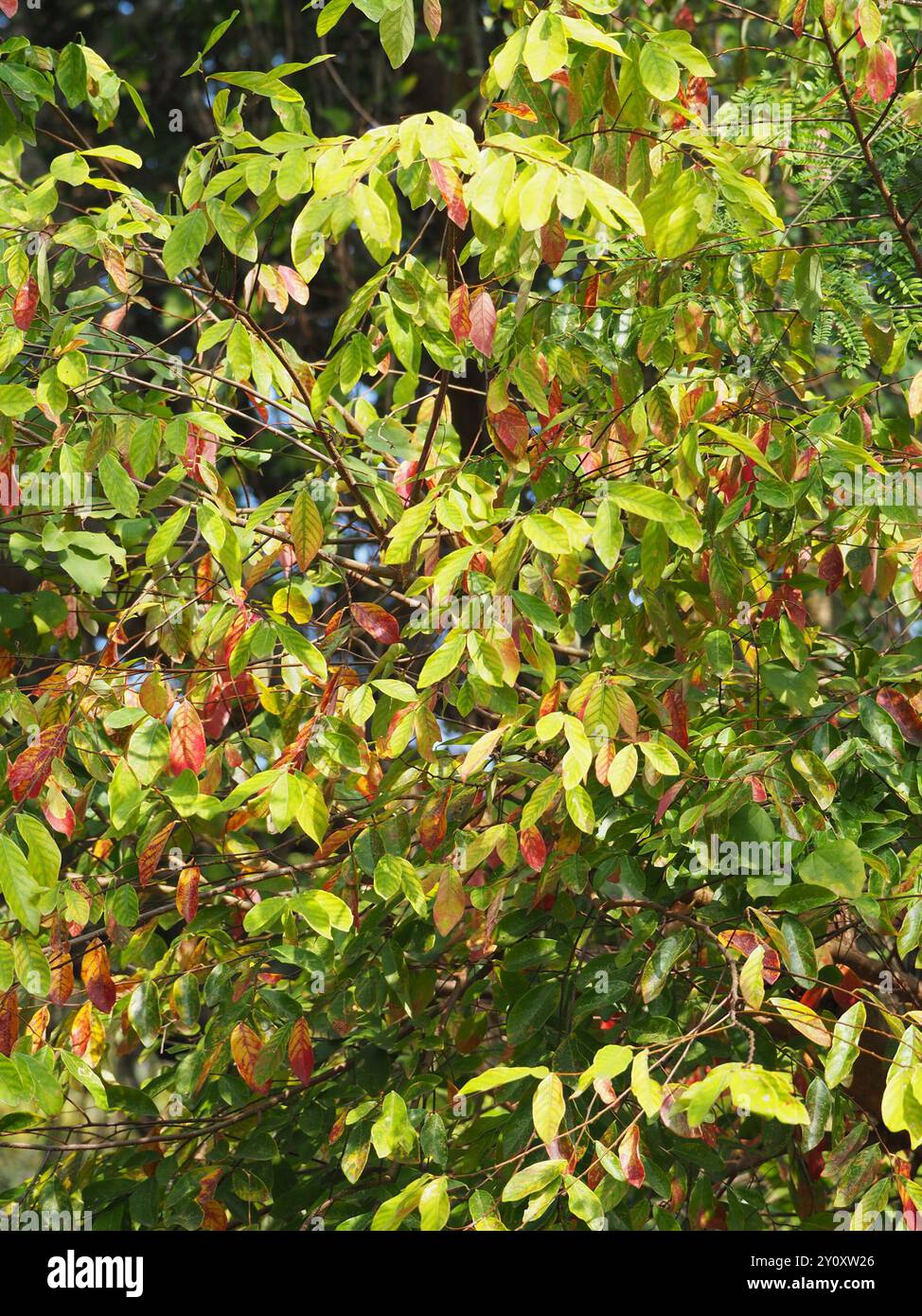 Pop-gun Seed (Bridelia tomentosa) Plantae Stock Photo - Alamy