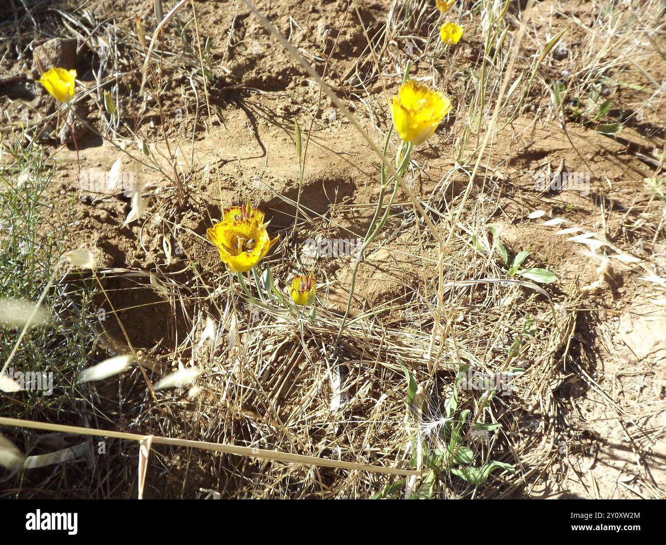 Weed's Mariposa Lily (Calochortus weedii) Plantae Stock Photo - Alamy