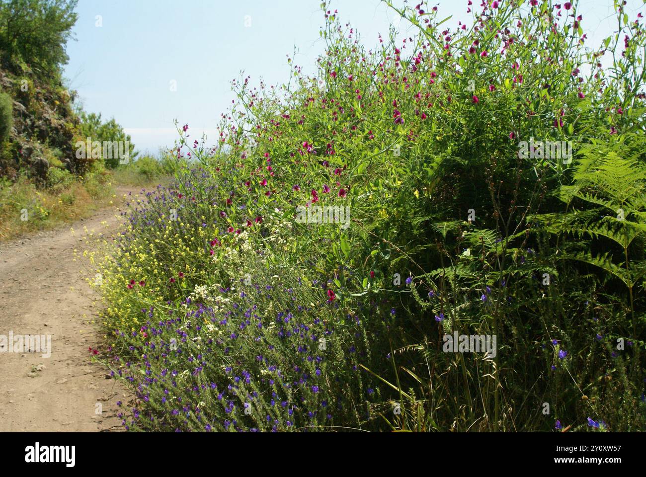 Canary catmint hi-res stock photography and images - Alamy