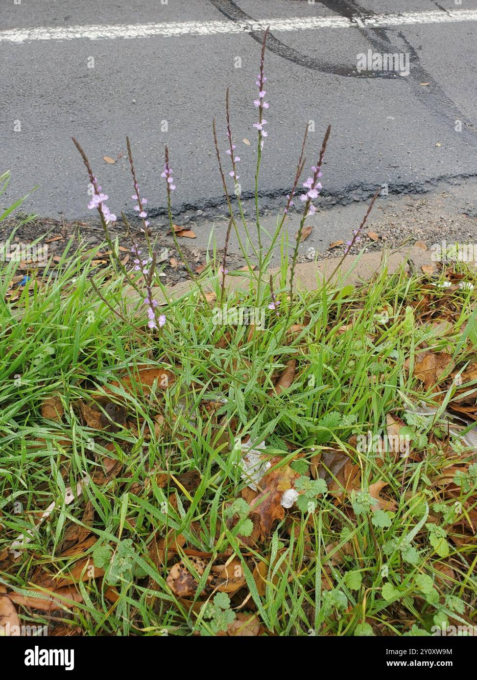 Texas vervain (Verbena halei) Plantae Stock Photo - Alamy