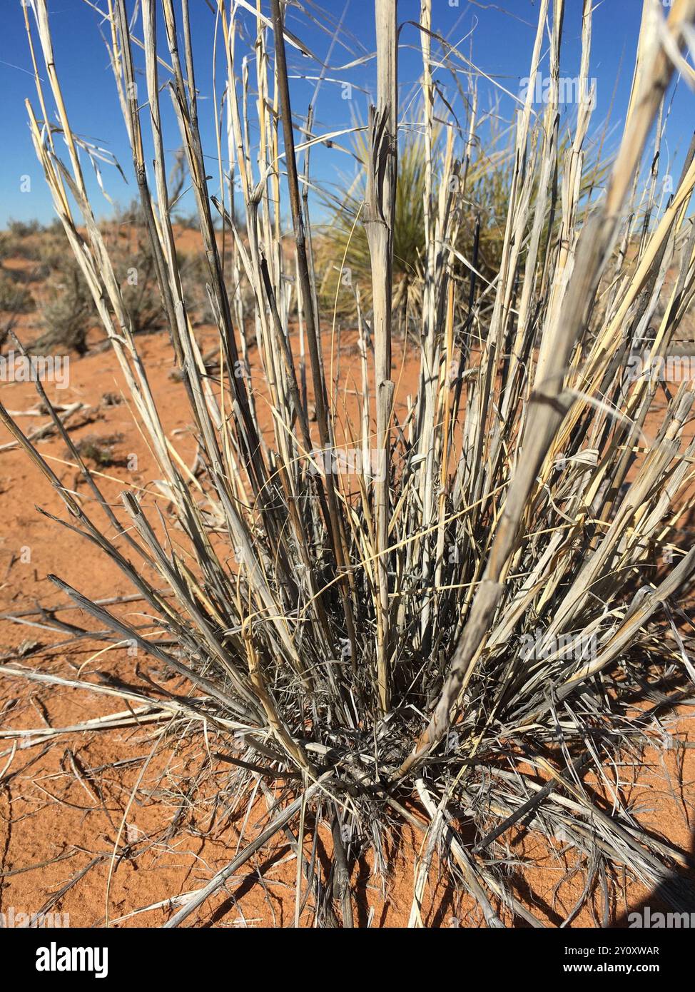 Giant Dropseed (Sporobolus giganteus) Plantae Stock Photo - Alamy