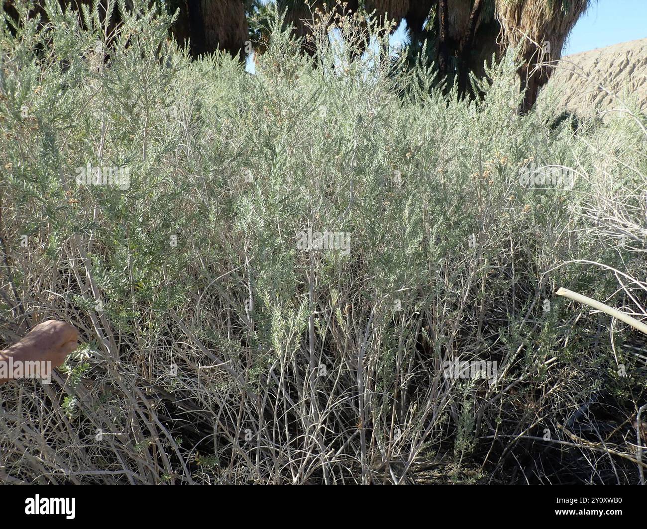 arrowweed (Pluchea sericea) Plantae Stock Photo - Alamy