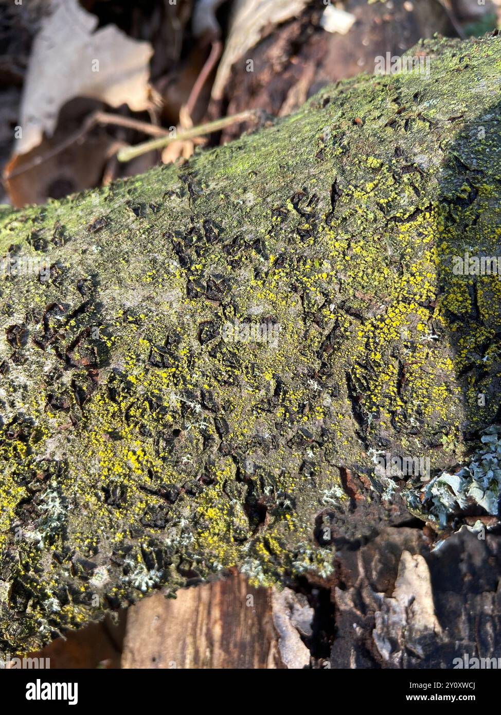 Powdery Goldspeck (Candelariella efflorescens) Fungi Stock Photo - Alamy