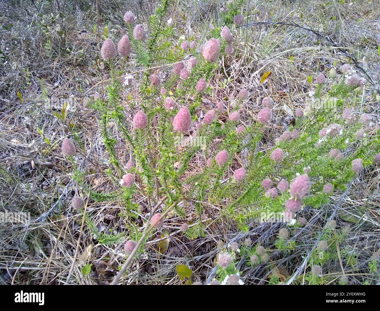 Florida pennyroyal (Piloblephis rigida) Plantae Stock Photo - Alamy