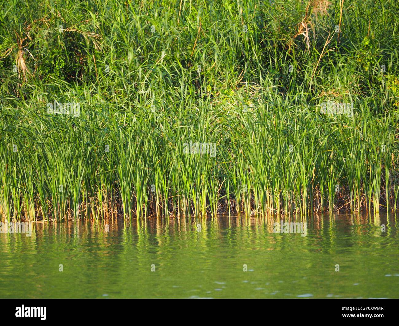 Short-leaved Malacea Galingale (Cyperus malaccensis monophyllus ...