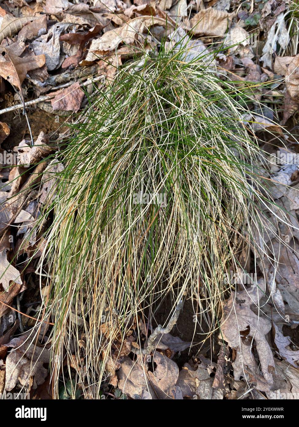 wavy hair-grass (Avenella flexuosa) Plantae Stock Photo - Alamy