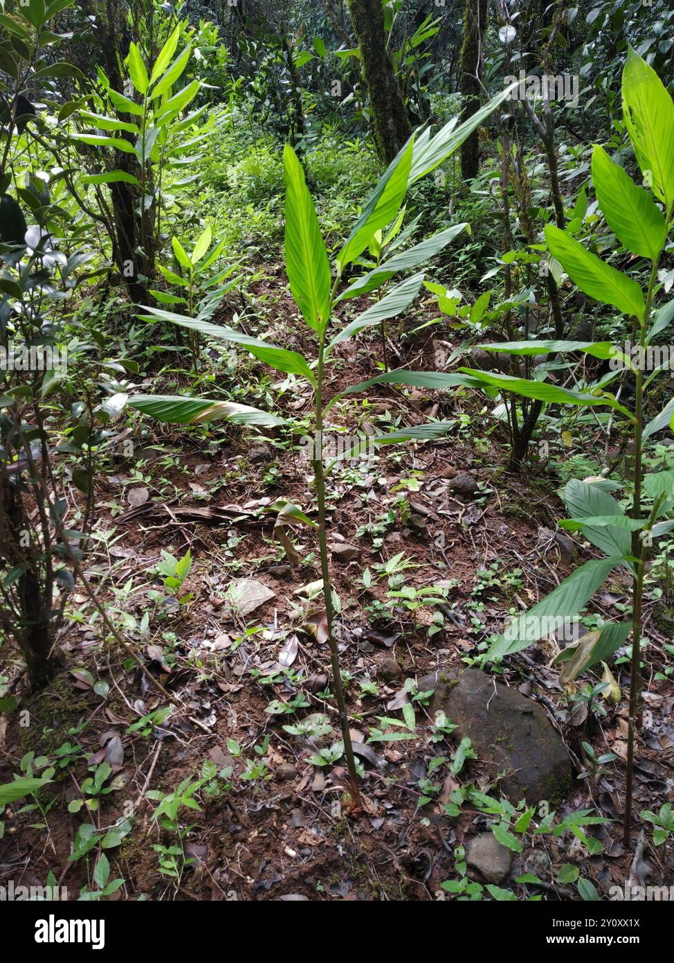 (Zingiber roseum) Plantae Stock Photo - Alamy