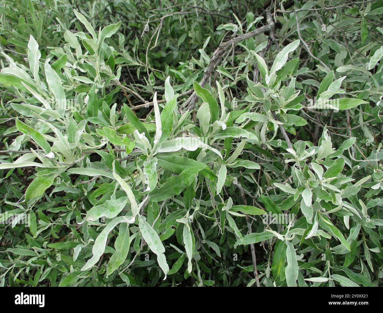 Wild Camphorbush (Tarchonanthus camphoratus) Plantae Stock Photo - Alamy