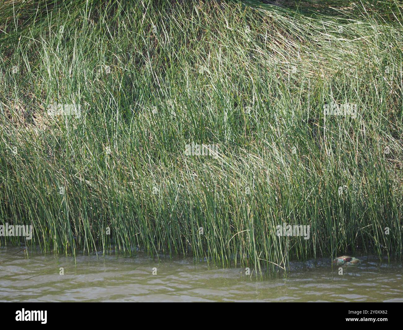 Short-leaved Malacea Galingale (Cyperus malaccensis monophyllus ...