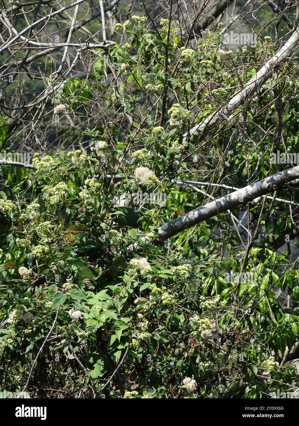 (Microglossa pyrifolia) Plantae Stock Photo - Alamy