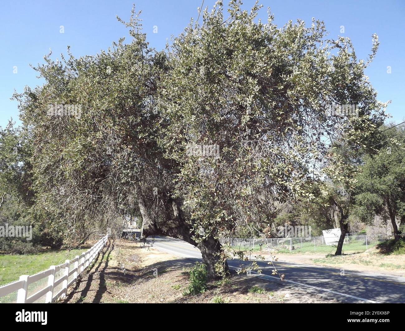 Engelmann oak (Quercus engelmannii) Plantae Stock Photo - Alamy