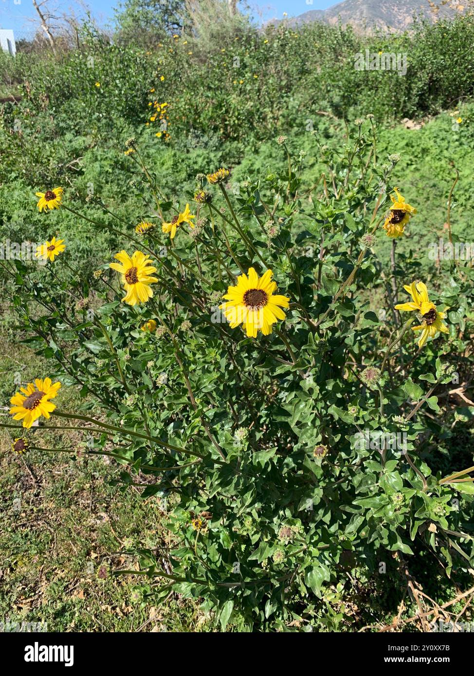 California brittlebush (Encelia californica) Plantae Stock Photo - Alamy