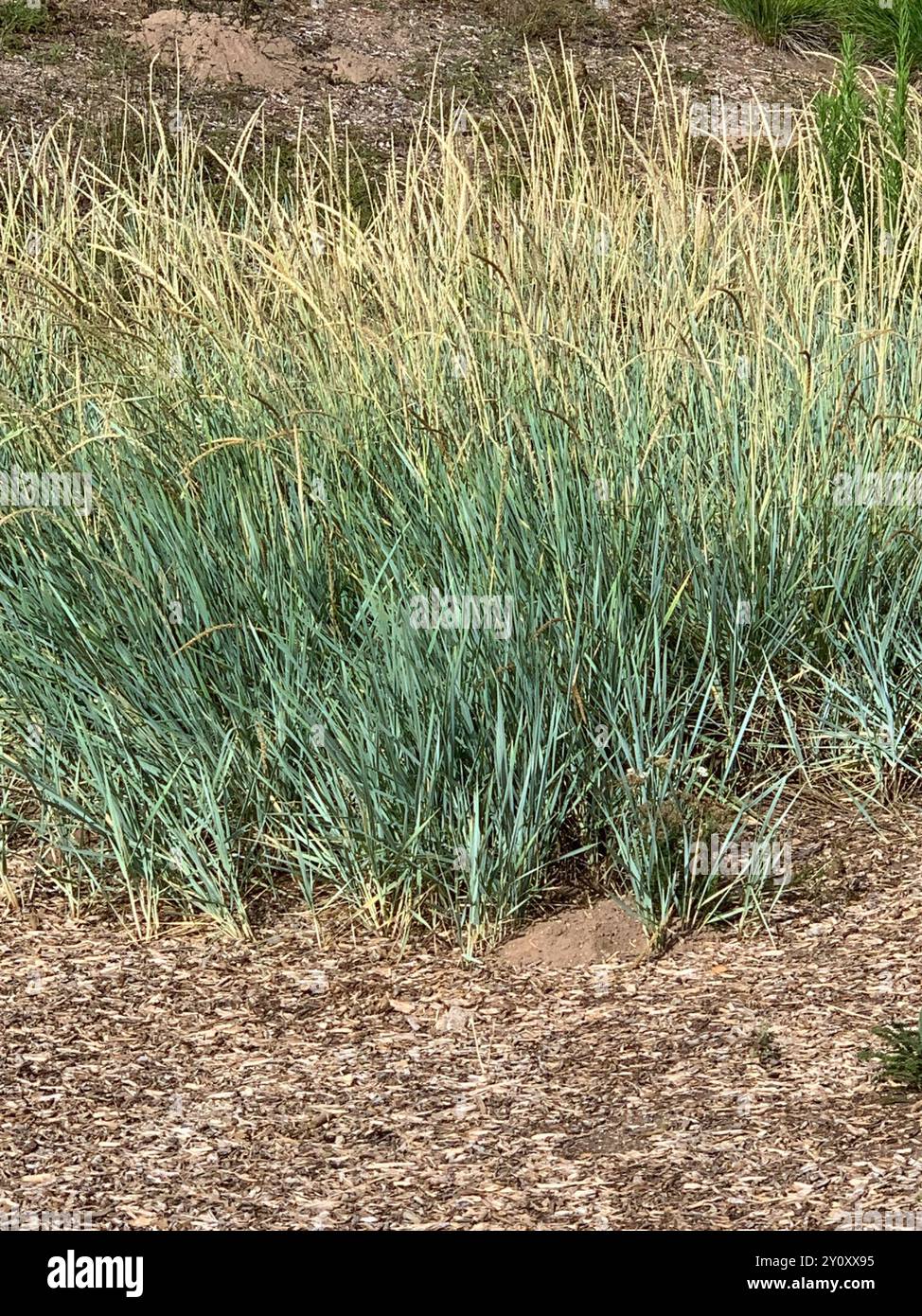 grasses (Poaceae) Plantae Stock Photo - Alamy