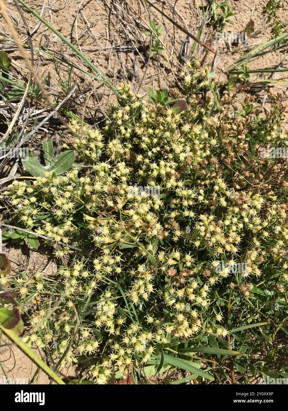 (Baccharis linearifolia) Plantae Stock Photo - Alamy