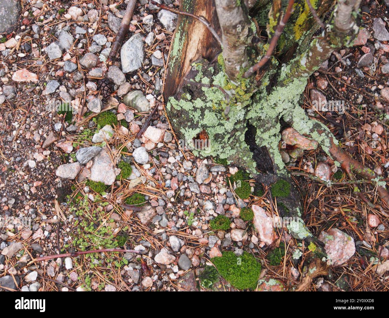 Pin-cushion Sunburst Lichen (Polycauliona polycarpa) Fungi Stock Photo ...
