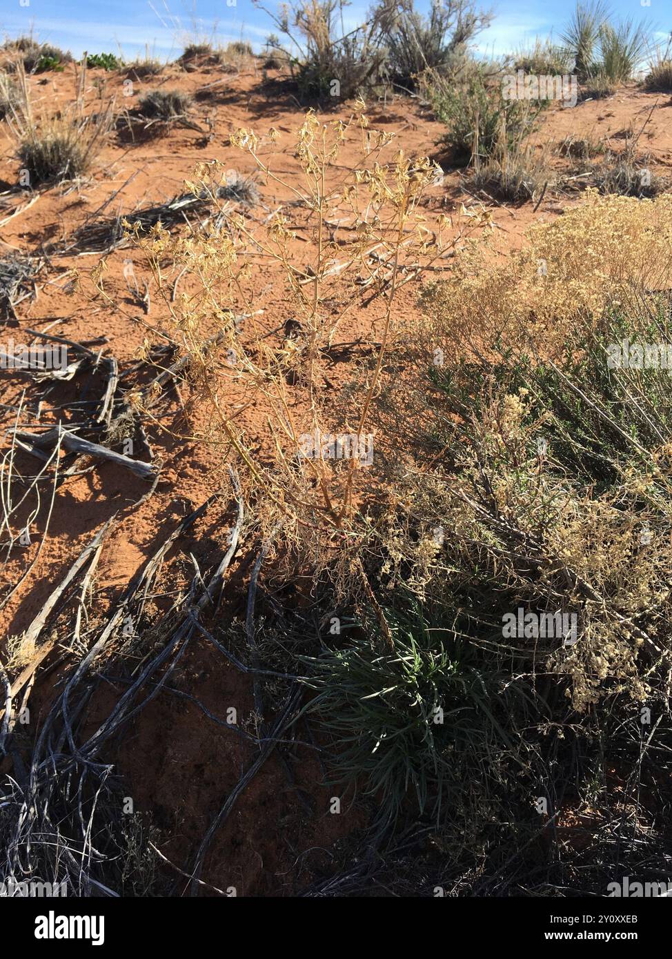Riddell's ragwort (Senecio riddellii) Plantae Stock Photo - Alamy