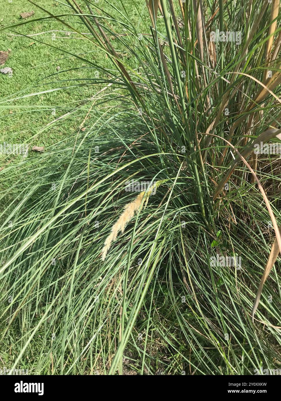 grasses (Poaceae) Plantae Stock Photo - Alamy