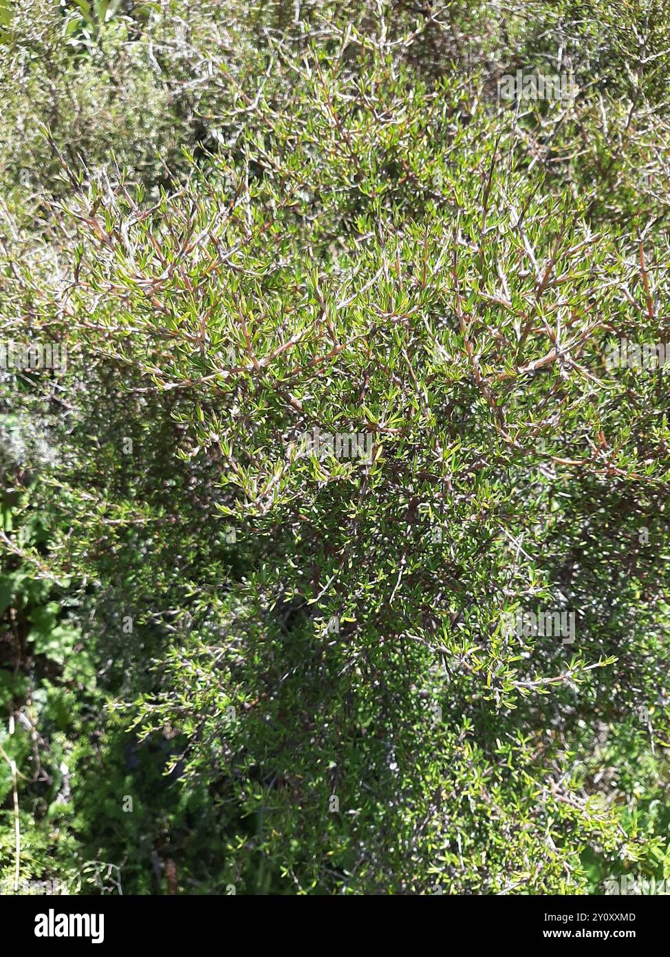 needle-leaved mountain coprosma (Coprosma rugosa) Plantae Stock Photo ...