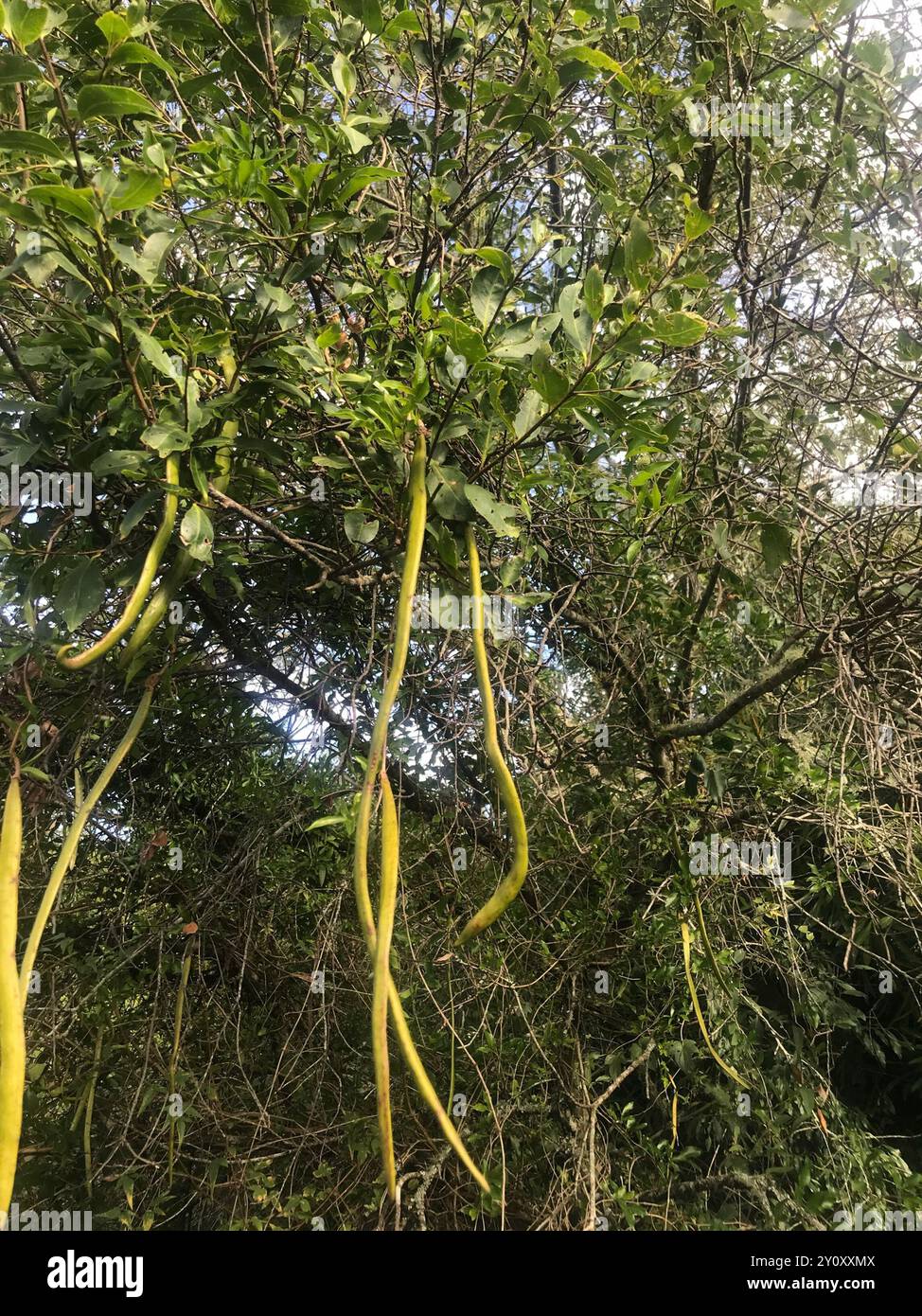 Catclaw vine (Dolichandra unguis-cati) Plantae Stock Photo - Alamy
