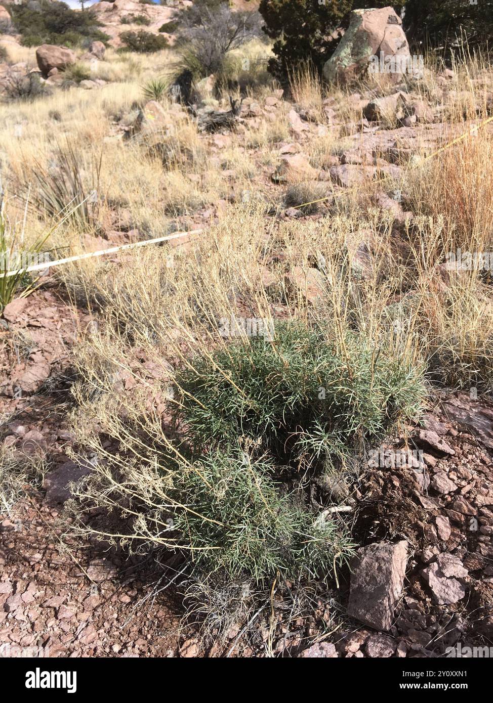 Pinaleno Mountain rubberweed (Hymenoxys ambigens neomexicana) Plantae ...