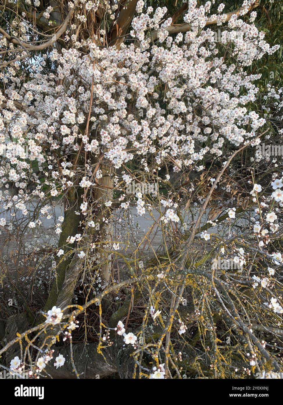 Almond (Prunus amygdalus) Plantae Stock Photo - Alamy