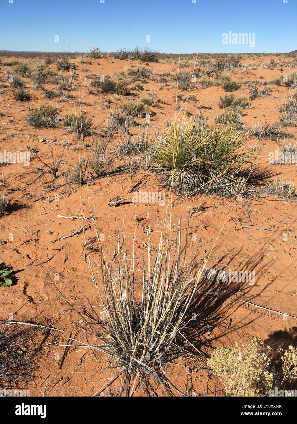Giant Dropseed (Sporobolus giganteus) Plantae Stock Photo - Alamy