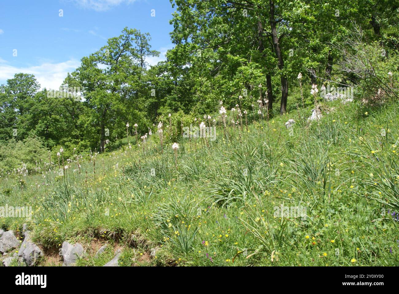 asphodels (Asphodelus) Plantae Stock Photo - Alamy