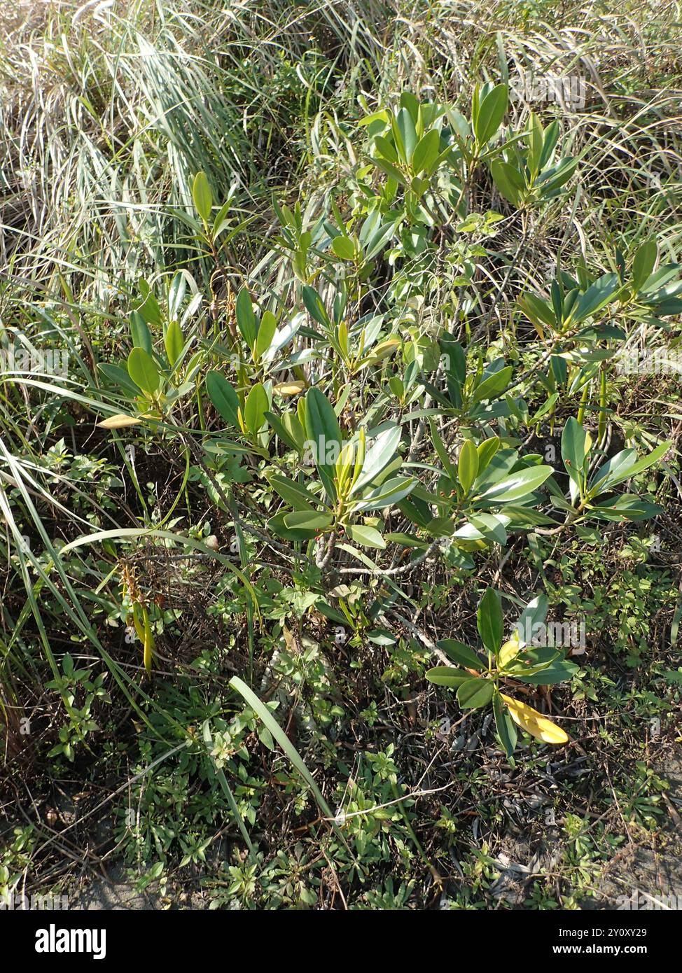 (Kandelia obovata) Plantae Stock Photo - Alamy