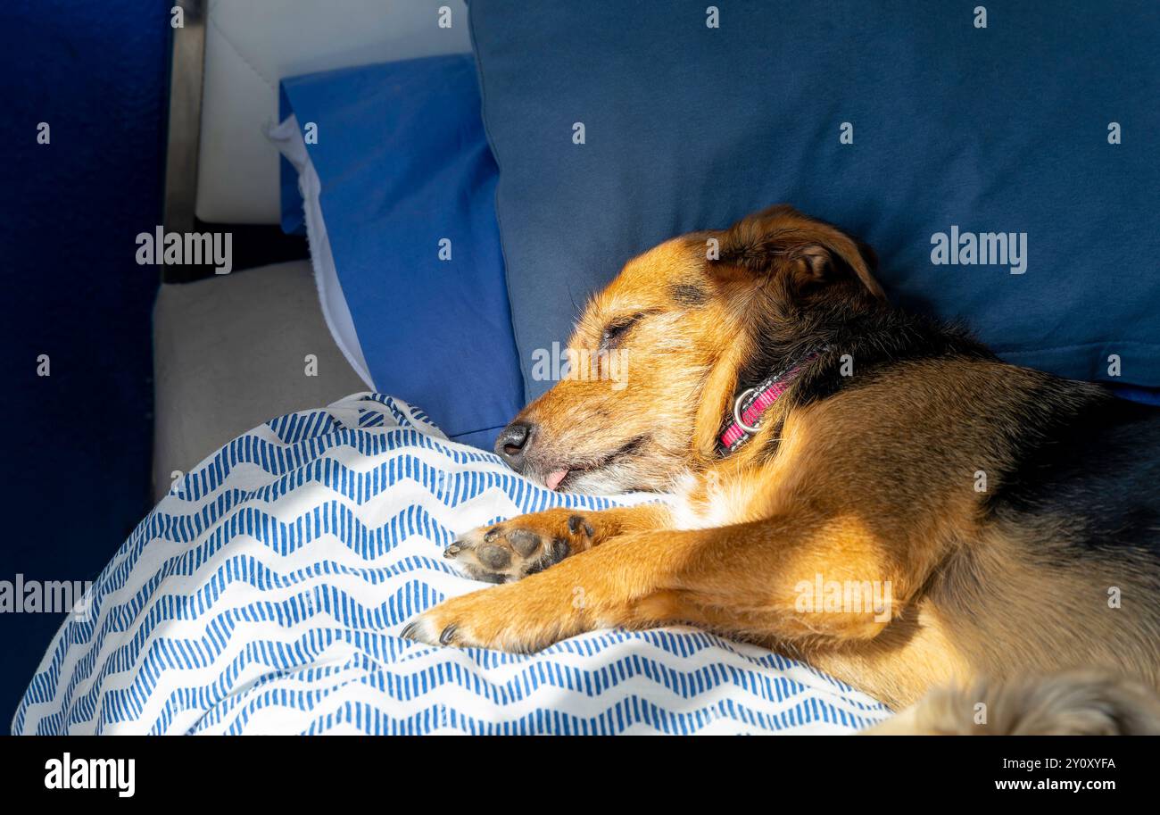 A dog is laying on a bed with a blue and white checkered blanket. The ...