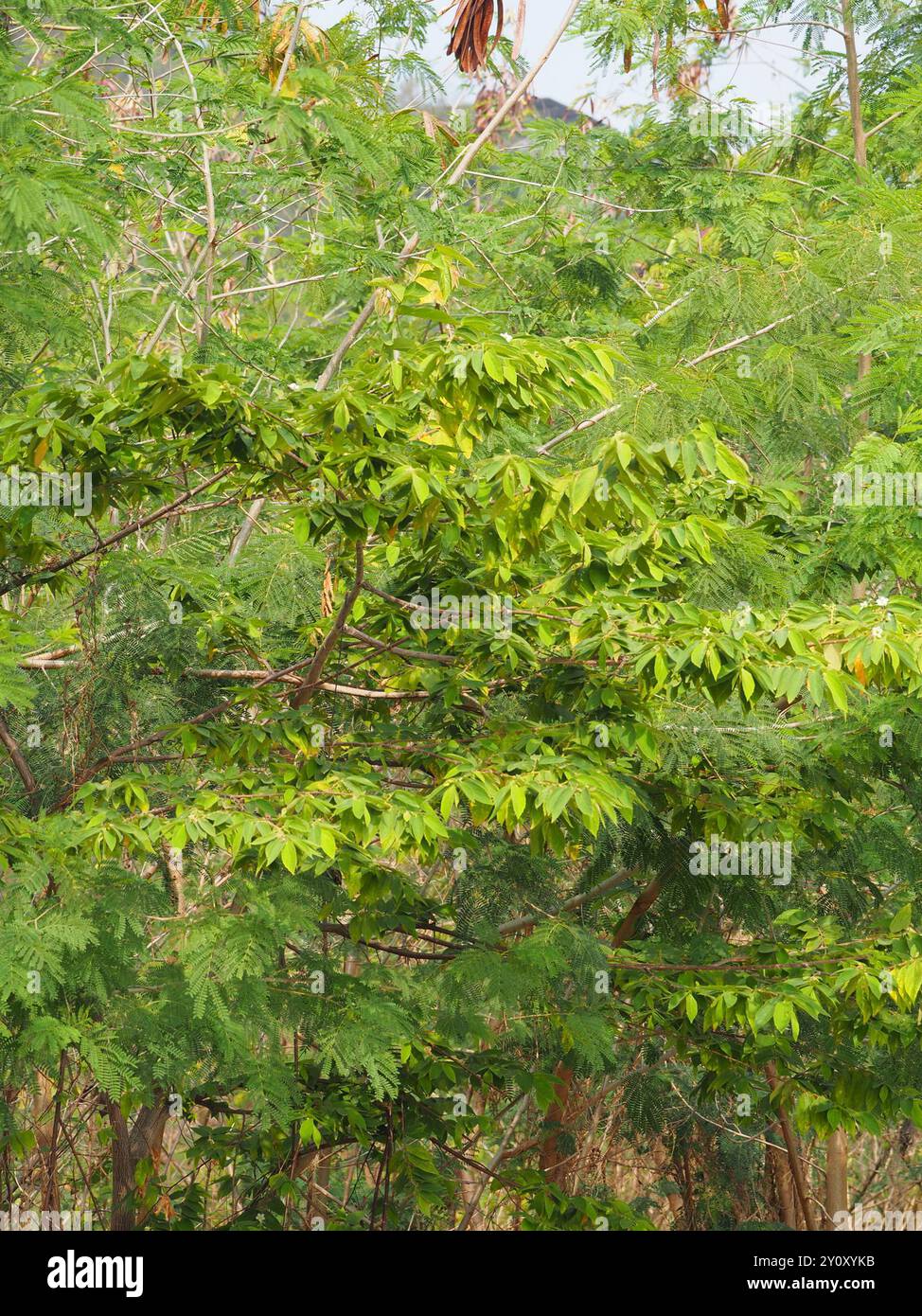 calabur tree (Muntingia calabura) Plantae Stock Photo - Alamy