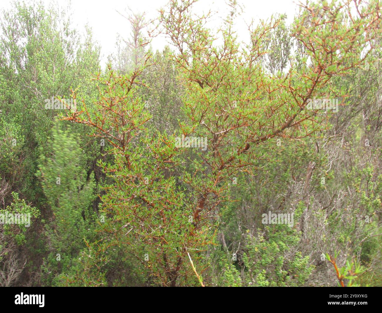 needle-leaved mountain coprosma (Coprosma rugosa) Plantae Stock Photo ...