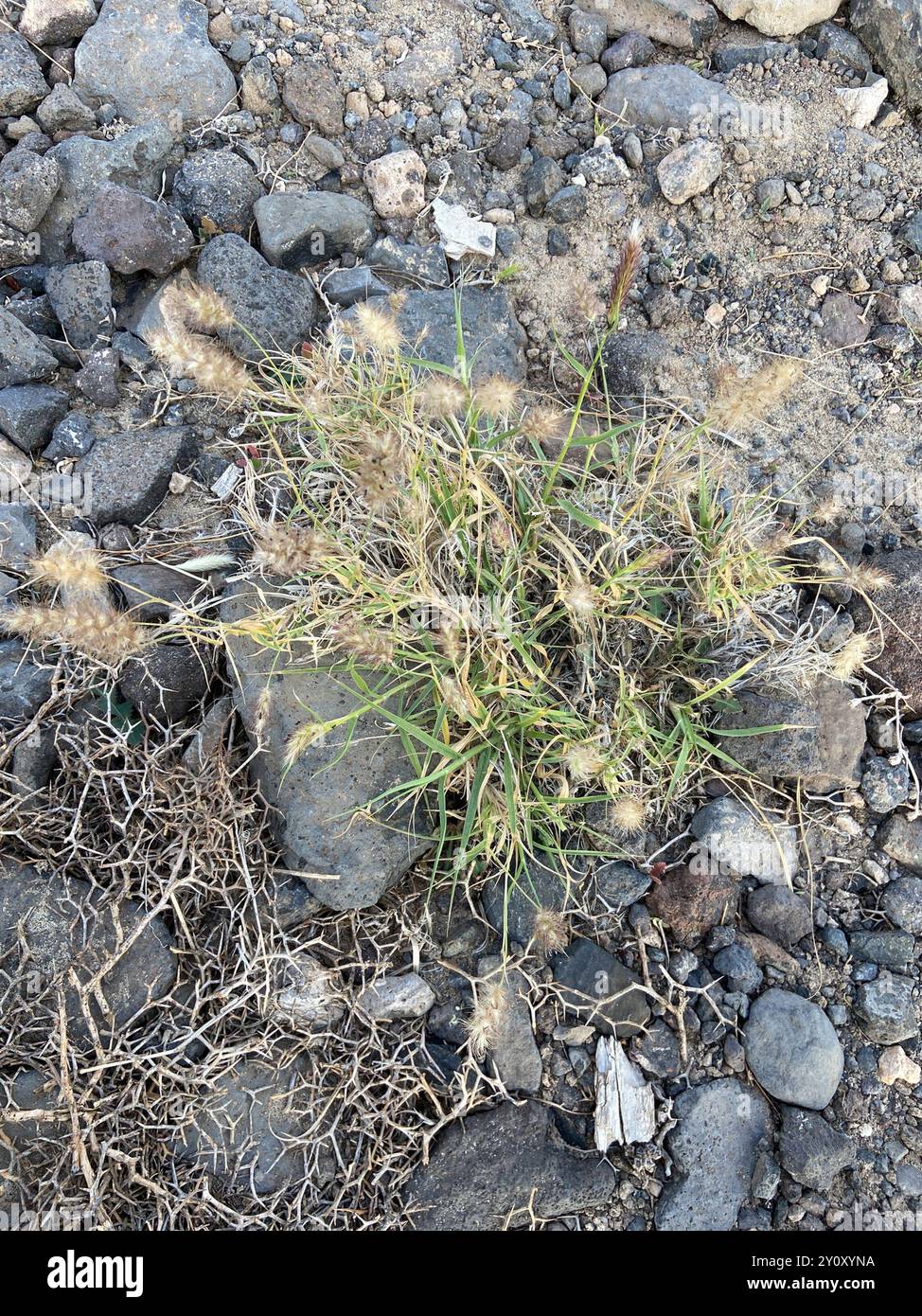buffelgrass (Cenchrus ciliaris) Plantae Stock Photo - Alamy