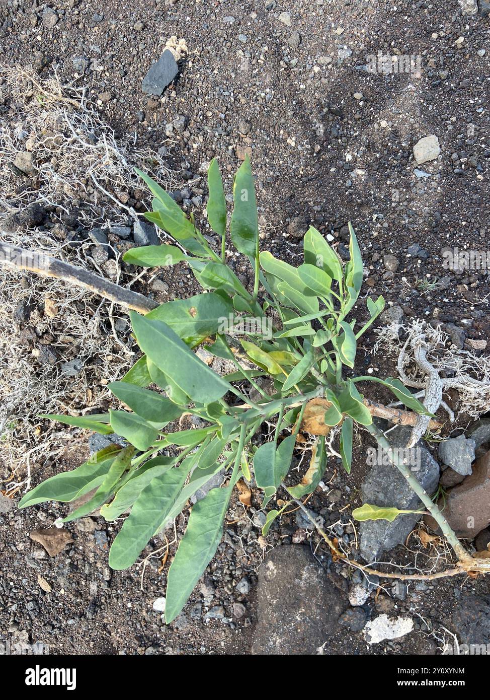 tree tobacco (Nicotiana glauca) Plantae Stock Photo - Alamy