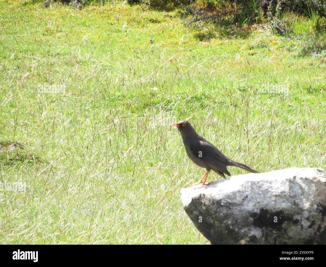 Great Thrush (Turdus fuscater) Aves Stock Photo - Alamy
