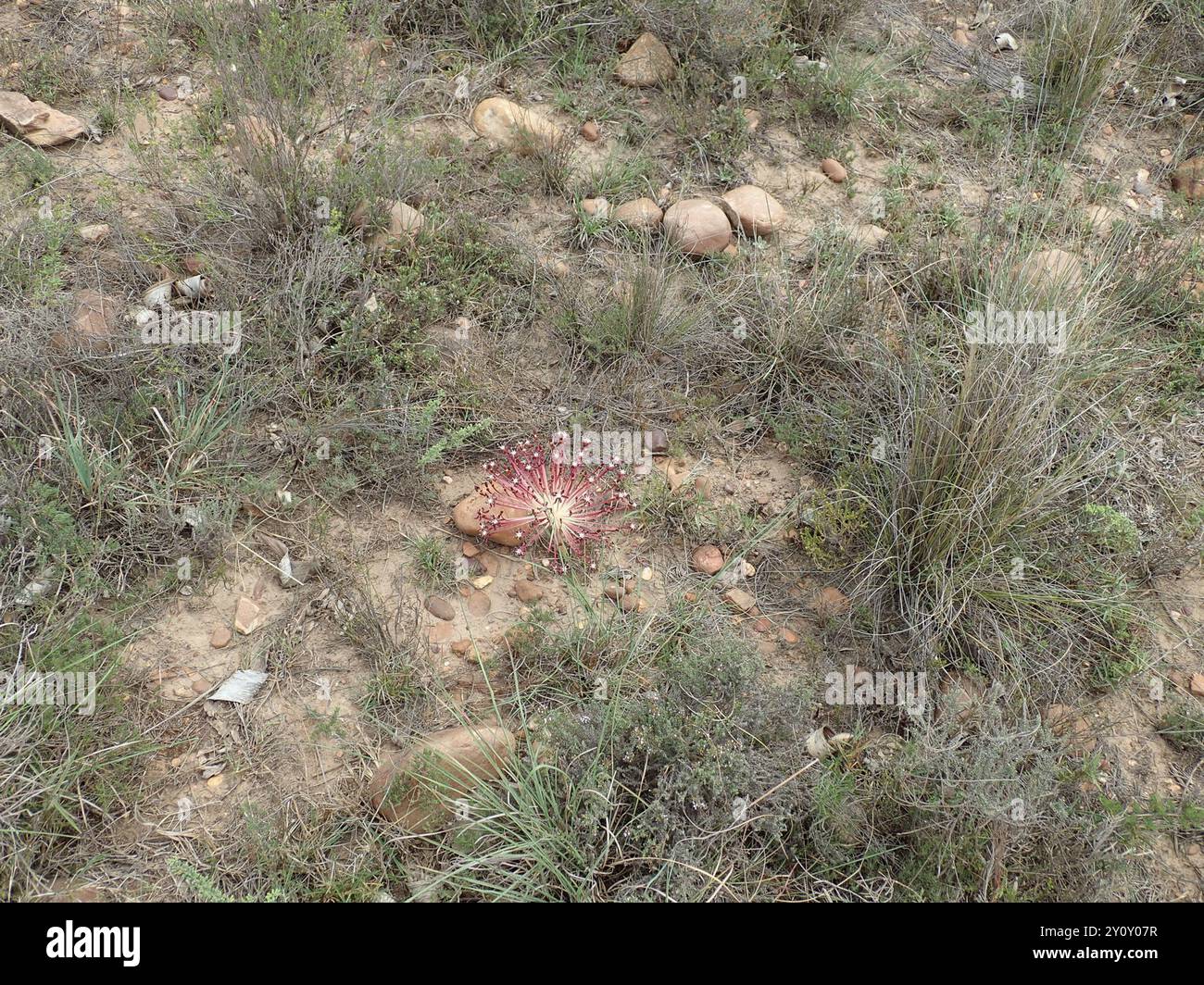 April-fool Parasol (Crossyne guttata) Plantae Stock Photo - Alamy